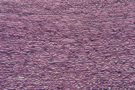 Lab Practical Tissues Flashcards Quizlet