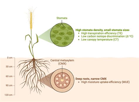 Drought Tolerant Wheat Plant Biorender Science Templates