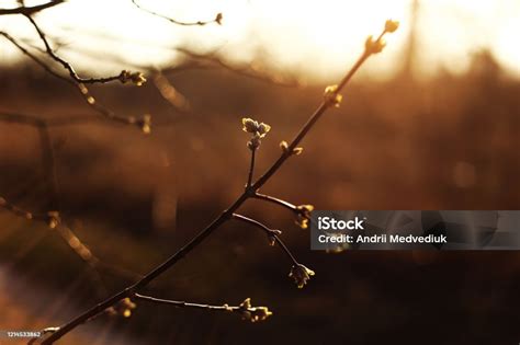 봄의 계절에 따라 나무에 새싹이 나는 신선한 녹색 잎은 복사 공간이있는 흐릿한 야외 배경을 가까이에서 닫습니다 선택적 포커스 일몰 0명에 대한 스톡 사진 및 기타 이미지