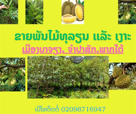 ອ້າຍໂດມ໋ອນຂາຍເຄື່ອງລາຄາຖຶກ ອ້າຍໂດມ໋ອນຂາຍເຄື່ອງລາຄາຖຶກ