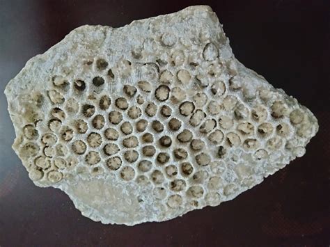 Fossil Coral Calcium Carbonate Polyps Tampabay Coral Not Aratized Very Fossil Coral Calcium Carbonate Polyps Tampabay Coral Not Aratized Very