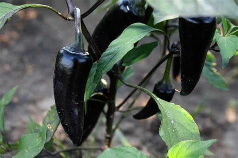 Black Peppers Guide Dramatic Looks For Kitchen And Garden