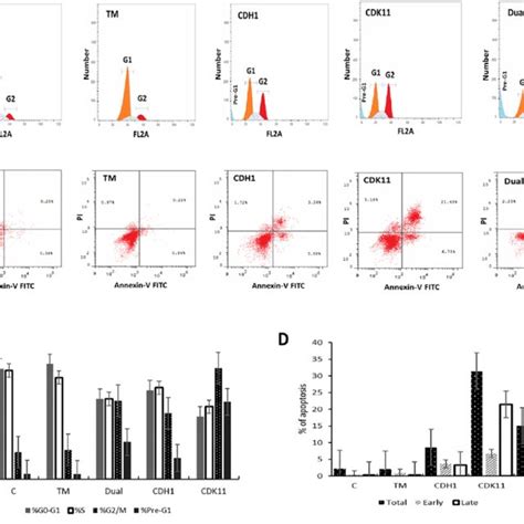 Cell Cycle Distribution And Apoptosis Detection Using Flow Cytometry Download Scientific