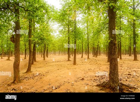 Forest Of Sal Trees Shorea Robusta Of Shantiniketan West Bengal Stock