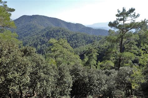 언덕 나무 밀림 Pixabay의 무료 사진