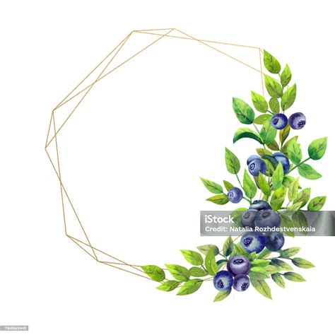 흰색 고립 된 배경에 잘 익은 블루 베리와 황금 기하학적 프레임 수채화 일러스트레이션입니다 0명에 대한 스톡 벡터 아트 및 기타 이미지 Istock