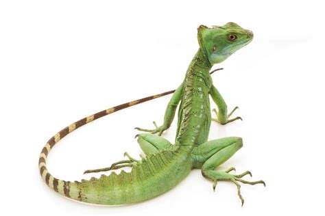 Basilisk Adaptations At Patricia Mack Blog