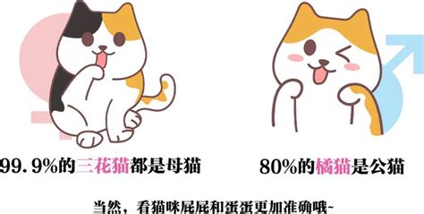 1分钟教你如何判断🐱猫咪的性别？ 知乎