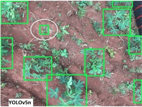Remote Sensing Mdpi On Linkedin Plants Uav Rgb Deeplearning