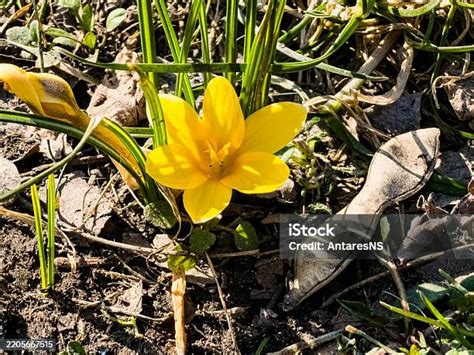 봄 개념 공원의 이른 봄 노란 크로커스 꽃이 클로즈업되어 있습니다 첫 봄 꽃 0명에 대한 스톡 사진 및 기타 이미지 0명 계절 꽃 나무 Istock