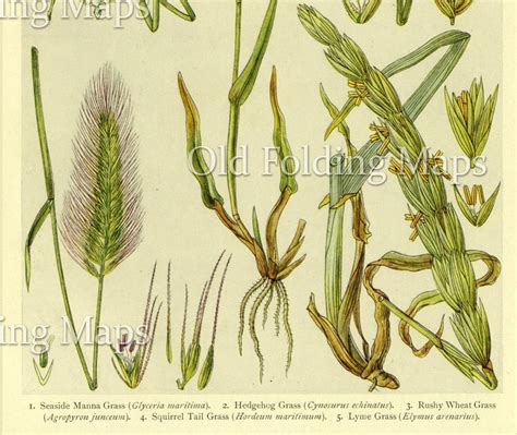 British Wild Flowers Of The Sea Coast Seaside Manna Grass Hedgehog Grass Rushy Wheat Grass