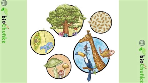 Biological Classification 1 Best Ncert Notes 🙂 Easy To Understand