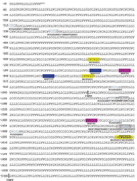 Genomic Dna Sequence And Different Segments With Different Cis Elements