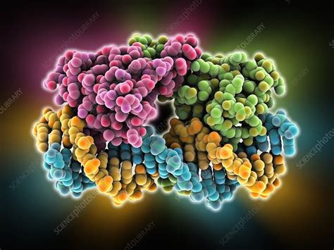 Lambda Repressor Operator Complex Stock Image C0150096 Science