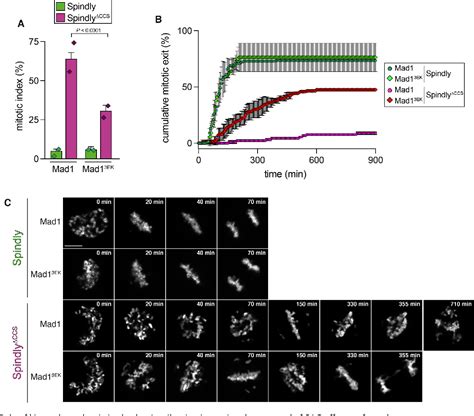 Figure 7 From The Role Of Kinetochore Dynein In Checkpoint Silencing Is Restricted To