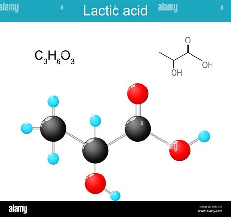 Lactic Acid Muscle Stock Vector Images Alamy