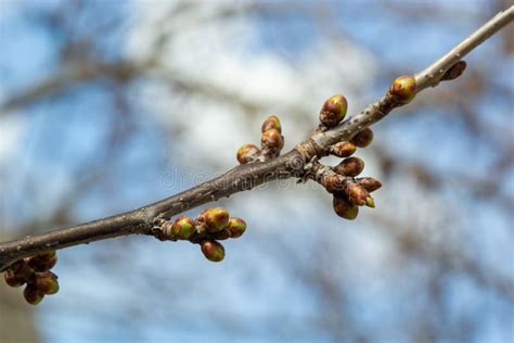 Budding Buds On A Tree Branch In Early Spring Macro Stock Image Image Of Background Blossom