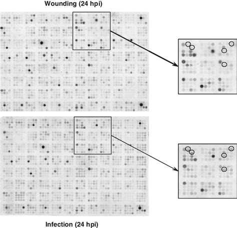 2 Hybridizations Of The Macroarray Derived From The Rindpdigs Cdna Download Scientific Diagram