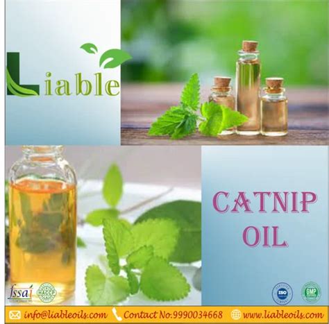 Catnip Oil At ₹ 2800kg In Noida Id 26468878133 Catnip Oil At ₹ 2800kg In Noida Id 26468878133