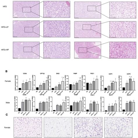 Effects Of Cp On Adipose Tissue Bat And Wat Formation In Hfd Fed Mice