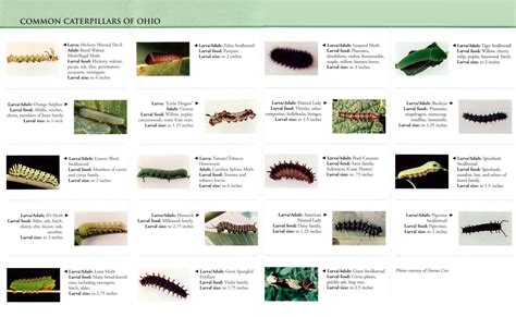 Free Printable Caterpillar Identification Charts Pdf