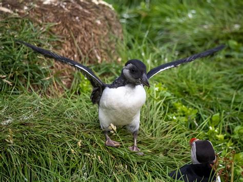 Do Puffins Mate For Life Behavior Courtship Faqs Birdfact