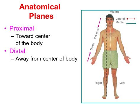 Proximal Distal Anatomy Anatomical Charts Posters My Xxx Hot Girl