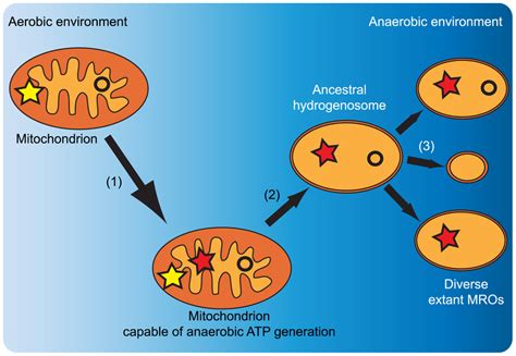 The Origins Of Mitochondrion Related Organelles A Hypothetical Download Scientific Diagram