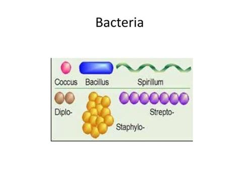 Different Methods Of Classification Of Microbespptx Free Download