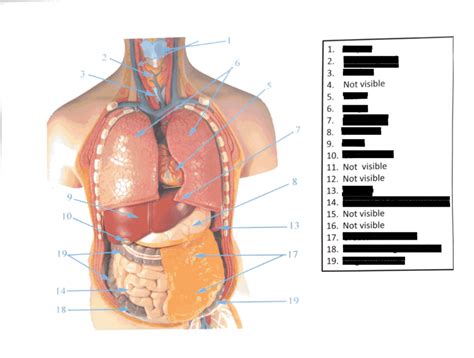Bio 201 Torso Lab Part 1 Diagram Quizlet