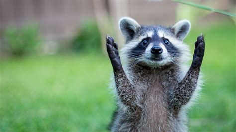 raccoon Wallpapers on WallpaperDog