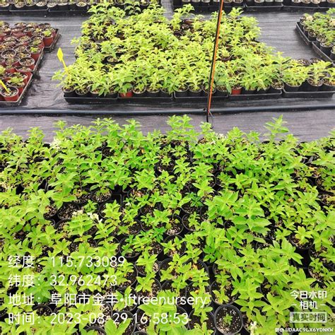 Hydrangea Macrophylla Adula Chinese Exporter