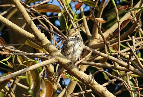 Tree Pipit Saltlane