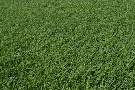 How Do I Fix Bare Spots On St Augustine Grass Hunker