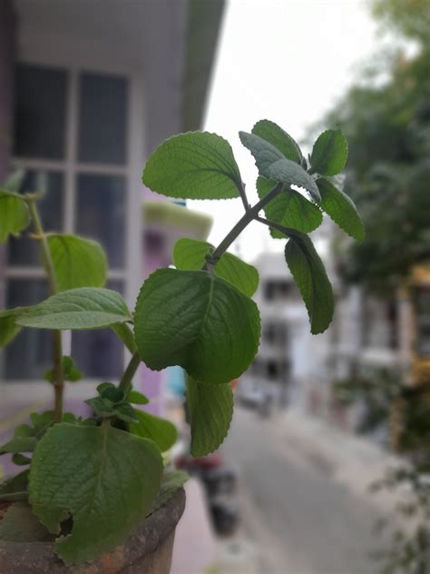 Ajwain Plant With Medicinal And Culinary Benefits