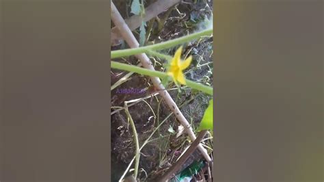 තක්කාලි 🍅🍅🍅 ගෙඩි Youtube