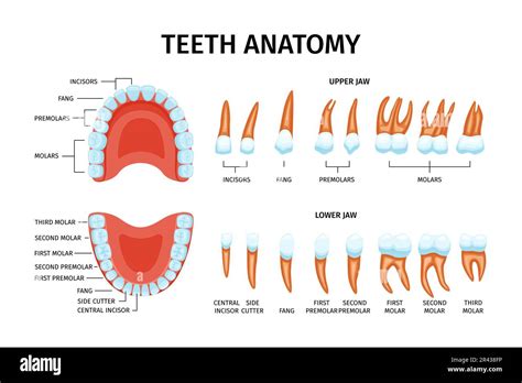Adult Tooth Anatomy Chart Set Of Isolated Teeth Images With Upper And