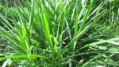 Cenchrus Purpureus Synonym Pennisetum Purpureum Also Known As Napier