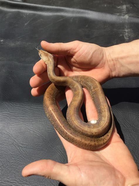 Green Granite Burmese Python By Acadian Enclosures And Exotics
