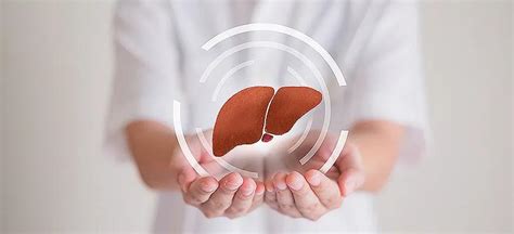 The Complete Guide To Liver Health Mega We Care