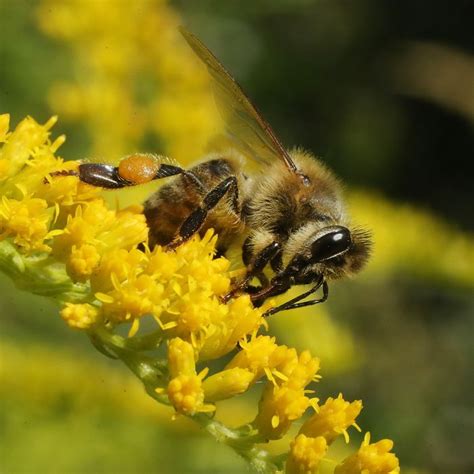 Worlds Biggest Bee Discovered Living Her Best Life