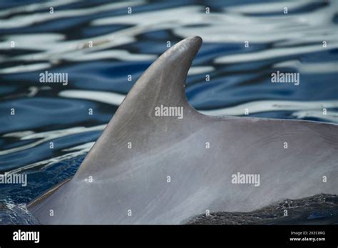 Atlantic Bottlenose Dolphin Tursiops Truncatus Dorsal Fin Fin