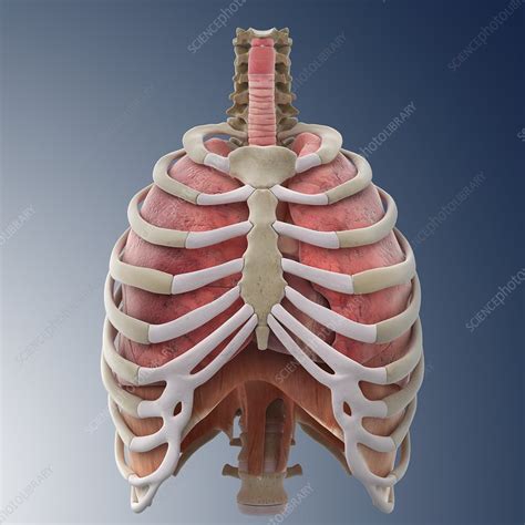 Woman Anatomy Chest At Stefanie Norton Blog