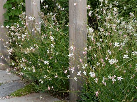 Gaura Pixie White 6 Pot Hello Hello Plants And Garden Supplies