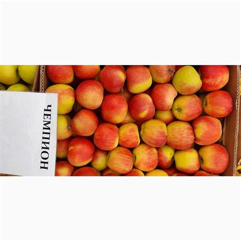 Продам яблоки оптом купить яблоки оптом Николаевская обл — Agro Ukraine