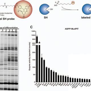 Basics Of Activity Based Protein Profiling ABPP A Schematic Of ABPP Download Scientific
