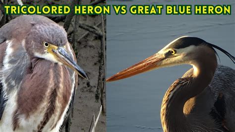 Tricolored Herons Vs Great Blue Herons Lets Compare These Beautiful