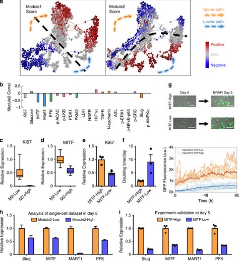 Surprisal Analysis Identifies Mitf As A Transcription Factor Regulating