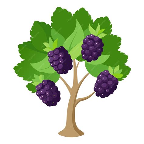 A Cartoon Illustration Of A Blackberry Bush With Four Blackberries