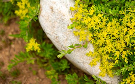 Nx500 Nx458 텃밭에서